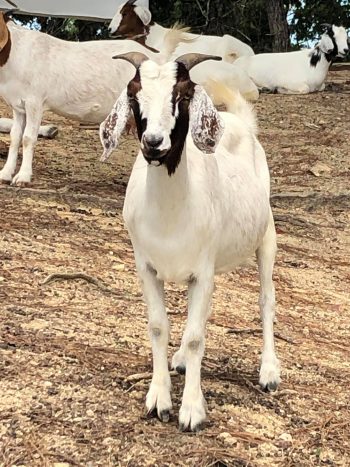 Where Is Goat Island on Lake Martin? - Lake Martin Voice - Lake Martin ...